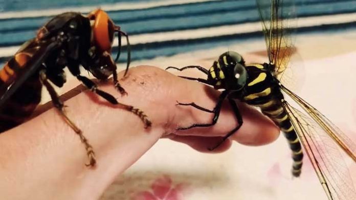 Las avispas causan terror en varios países